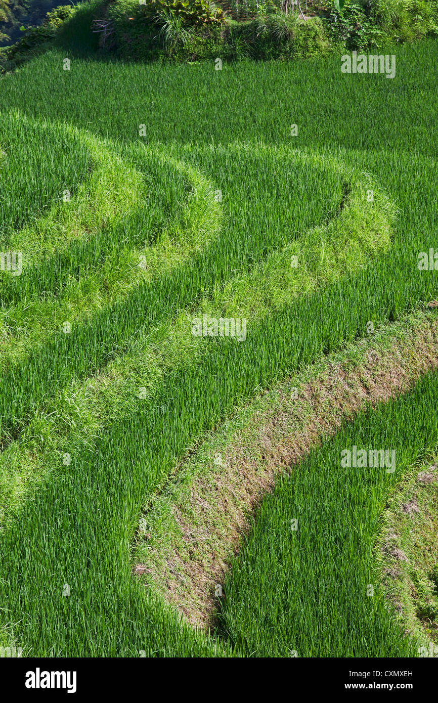 Southeast asia rice fields hi-res stock photography and images - Alamy