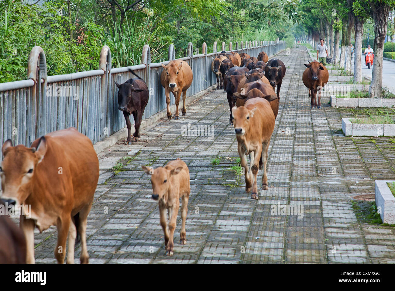 Chinese farming hi-res stock photography and images - Alamy