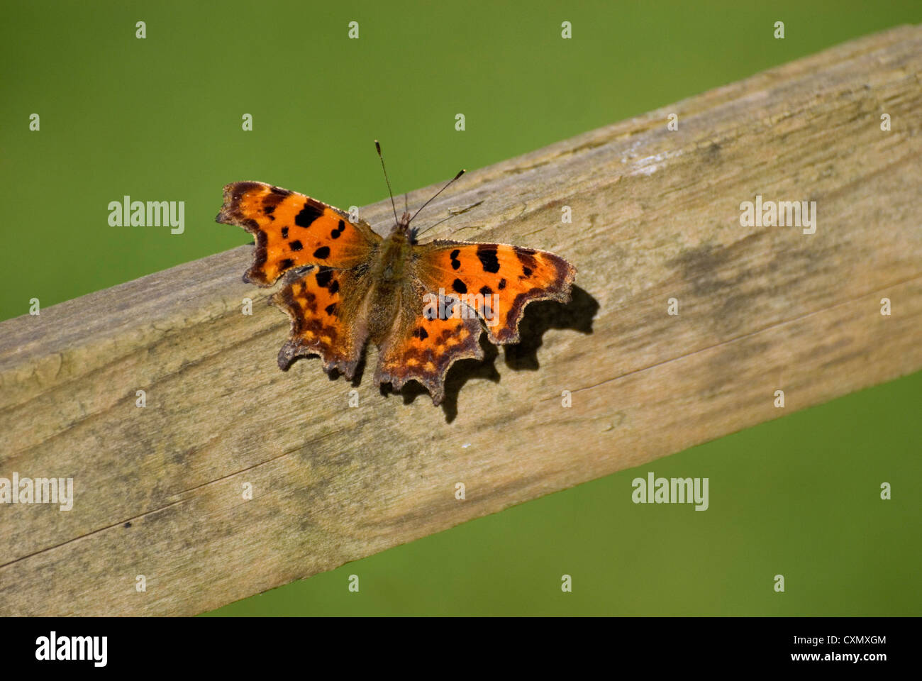 Comma shape hi-res stock photography and images - Alamy