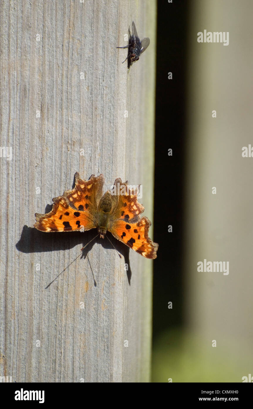 Butterfly and Fly Stock Photo - Alamy