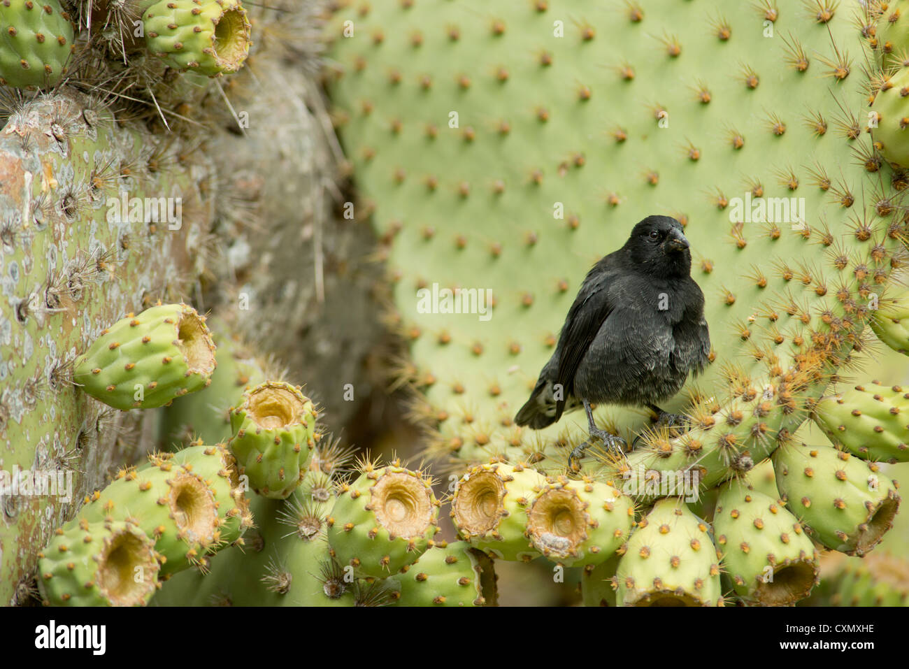 Ecuador, Galapagos, South Plaza Island. Cactus finch on Giant Prickly ...