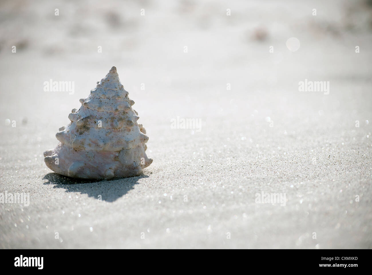 Close up of seashell on sand beach, wind blowing up sand grains Stock ...