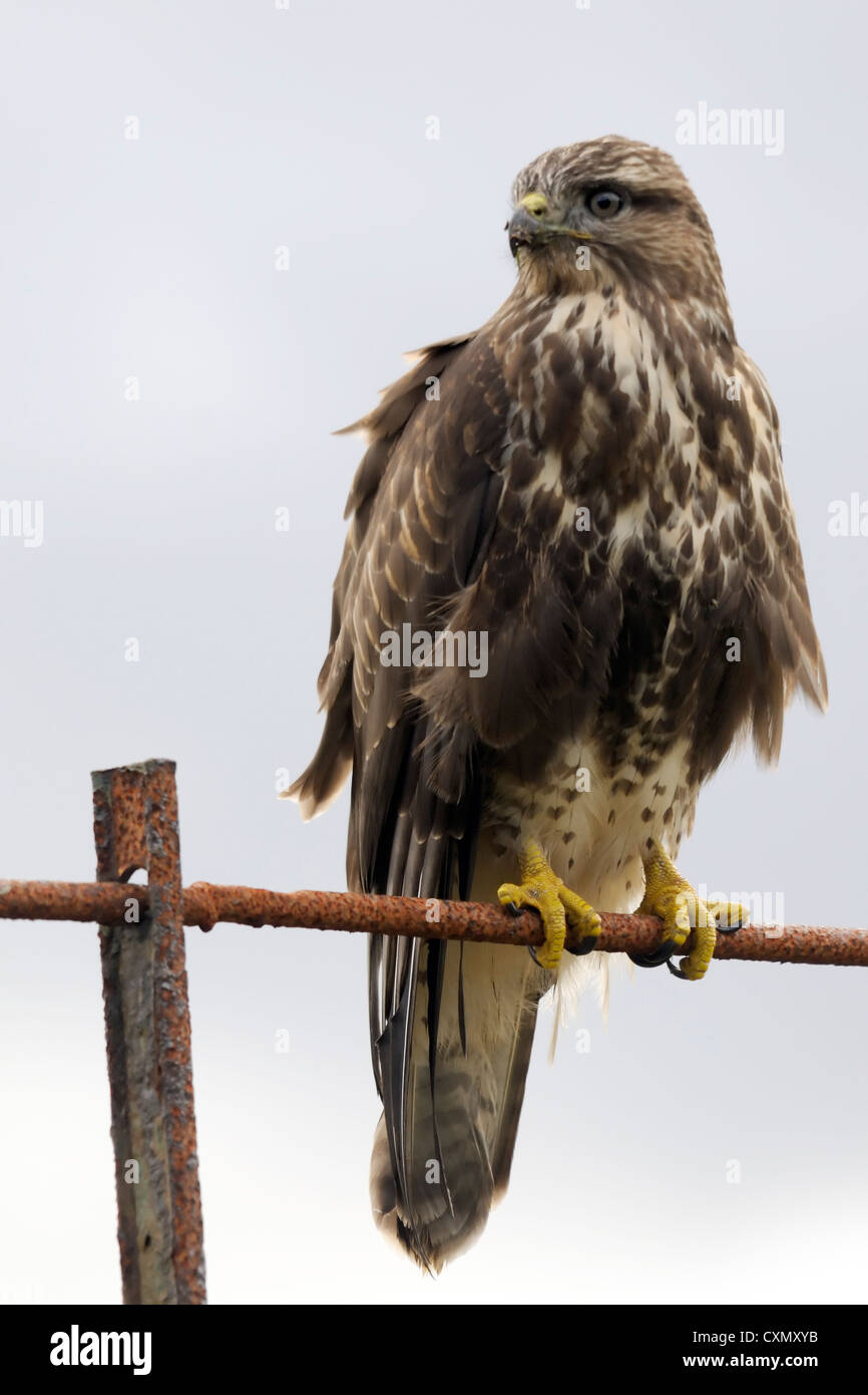 Buzzard uk hi-res stock photography and images - Alamy