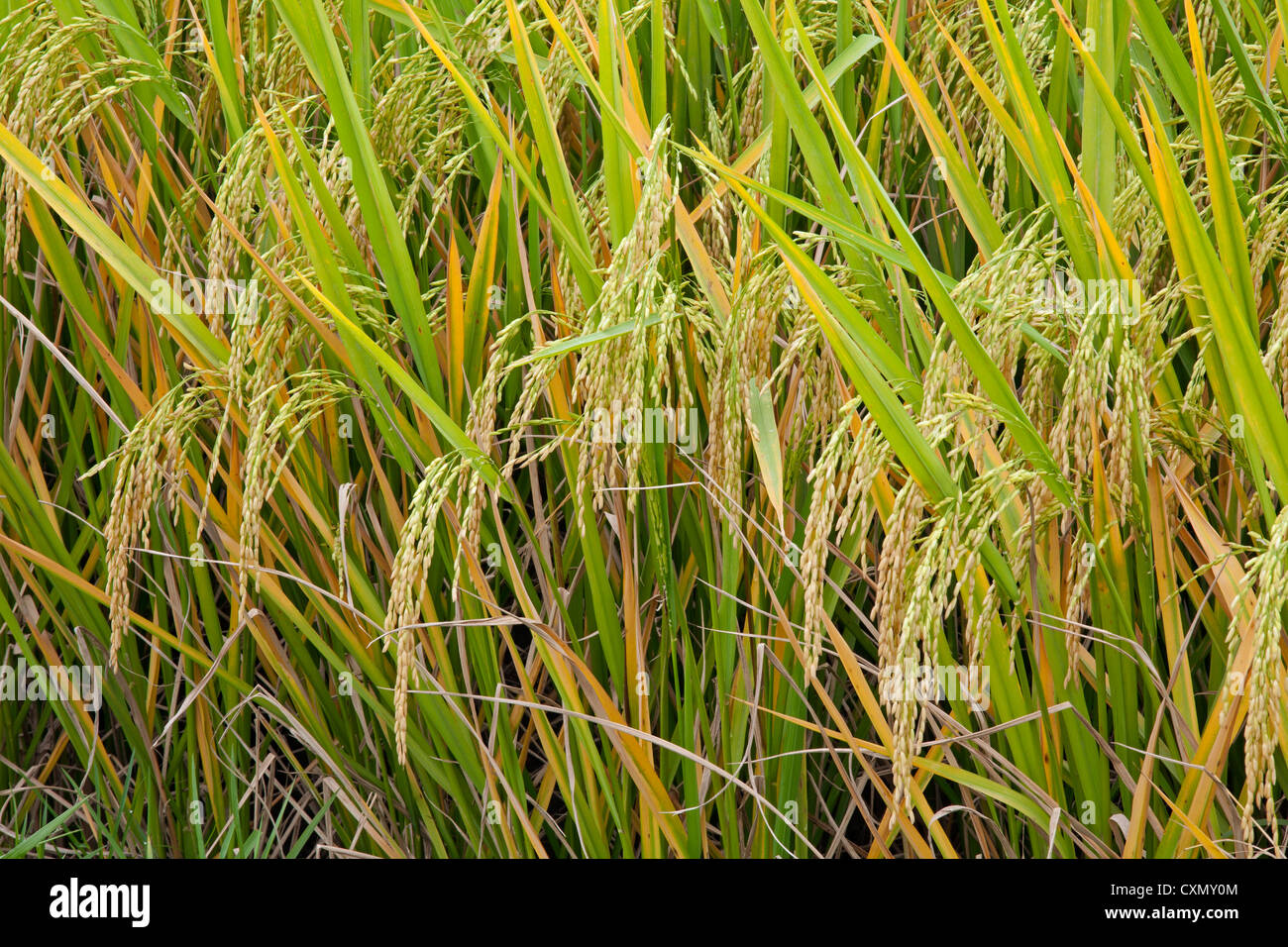 Golden rice hi-res stock photography and images - Alamy