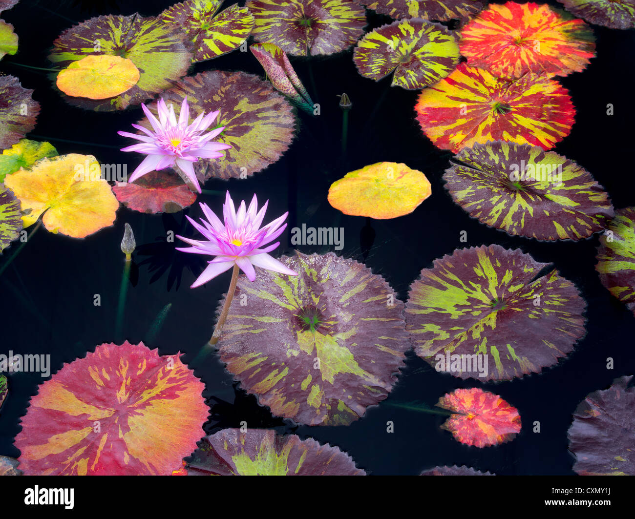 Exotic water lilies hi-res stock photography and images - Alamy