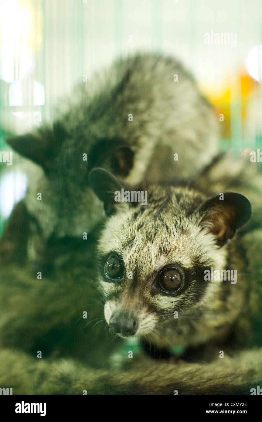 civet cats caught in cage, a wild animal in asia country Stock Photo ...