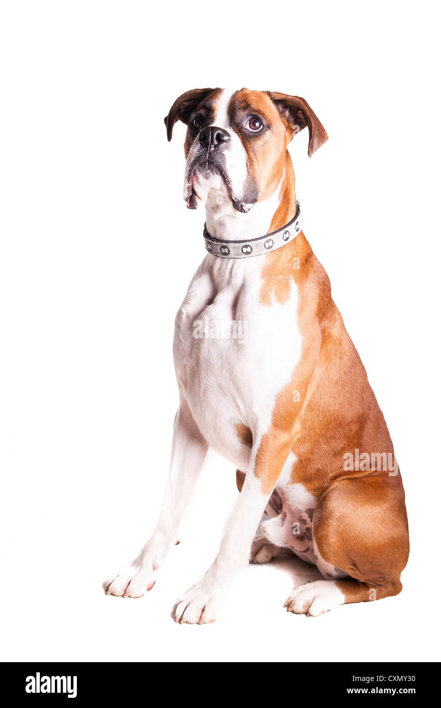 Boxer dogs Cut Out Stock Images & Pictures - Alamy