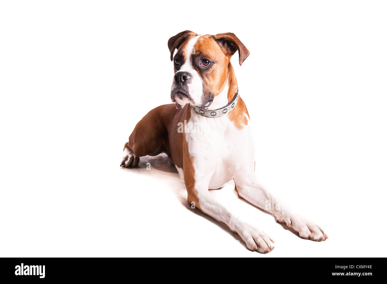 Boxer Dog Cut Out Stock Images & Pictures - Alamy