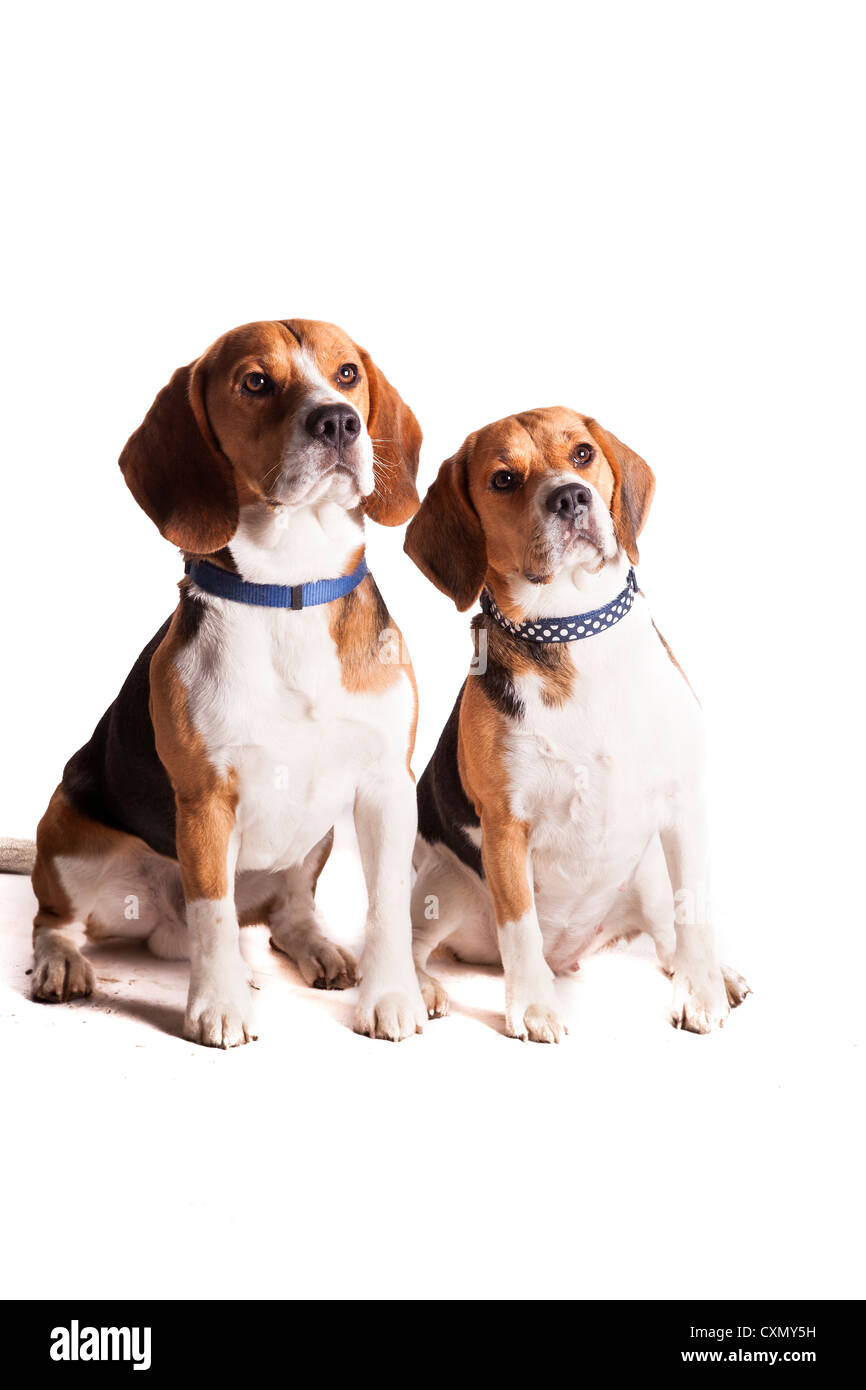 Portrait of 2 dogs Cut Out Stock Images & Pictures - Alamy