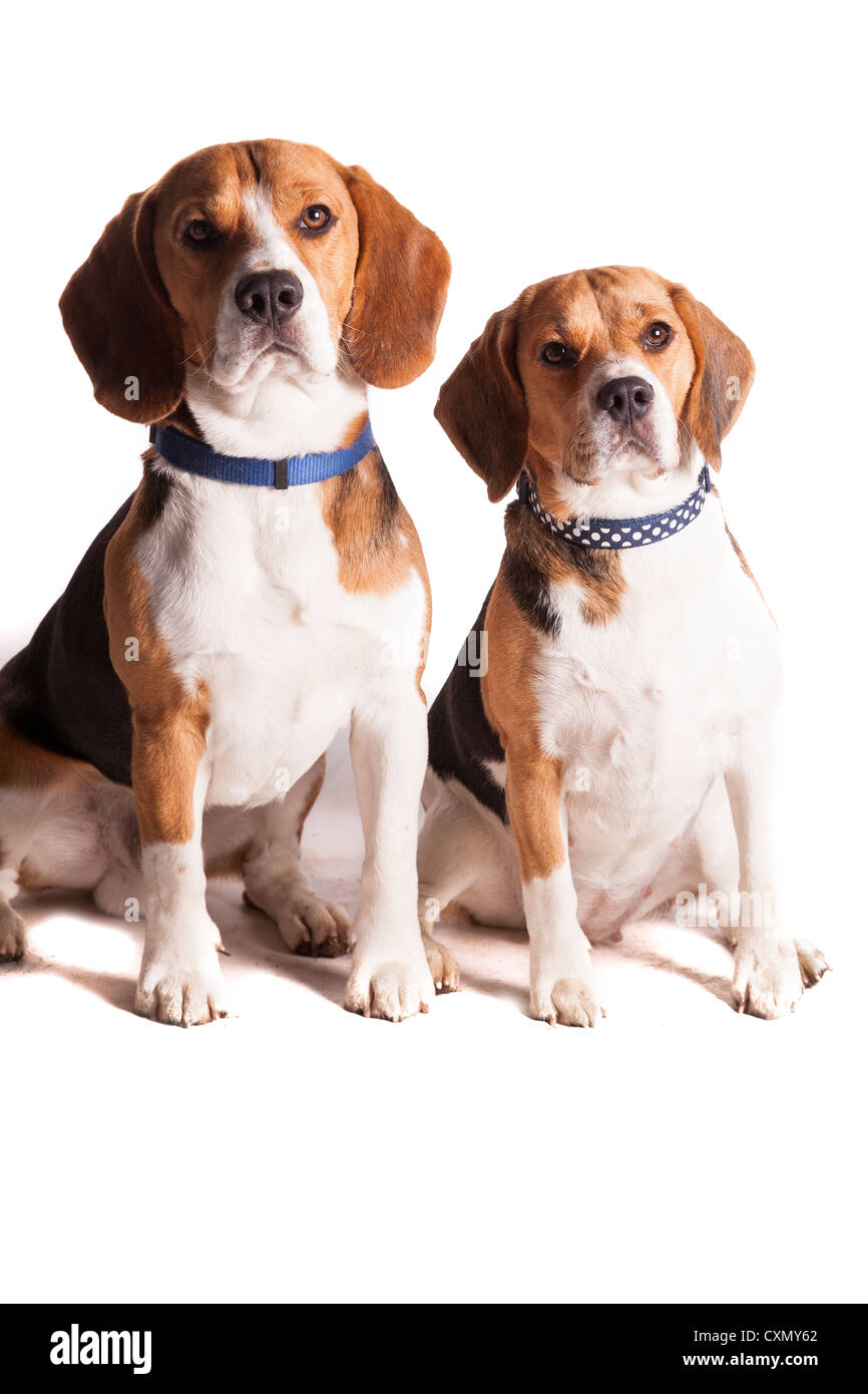 Two beagles hi-res stock photography and images - Alamy