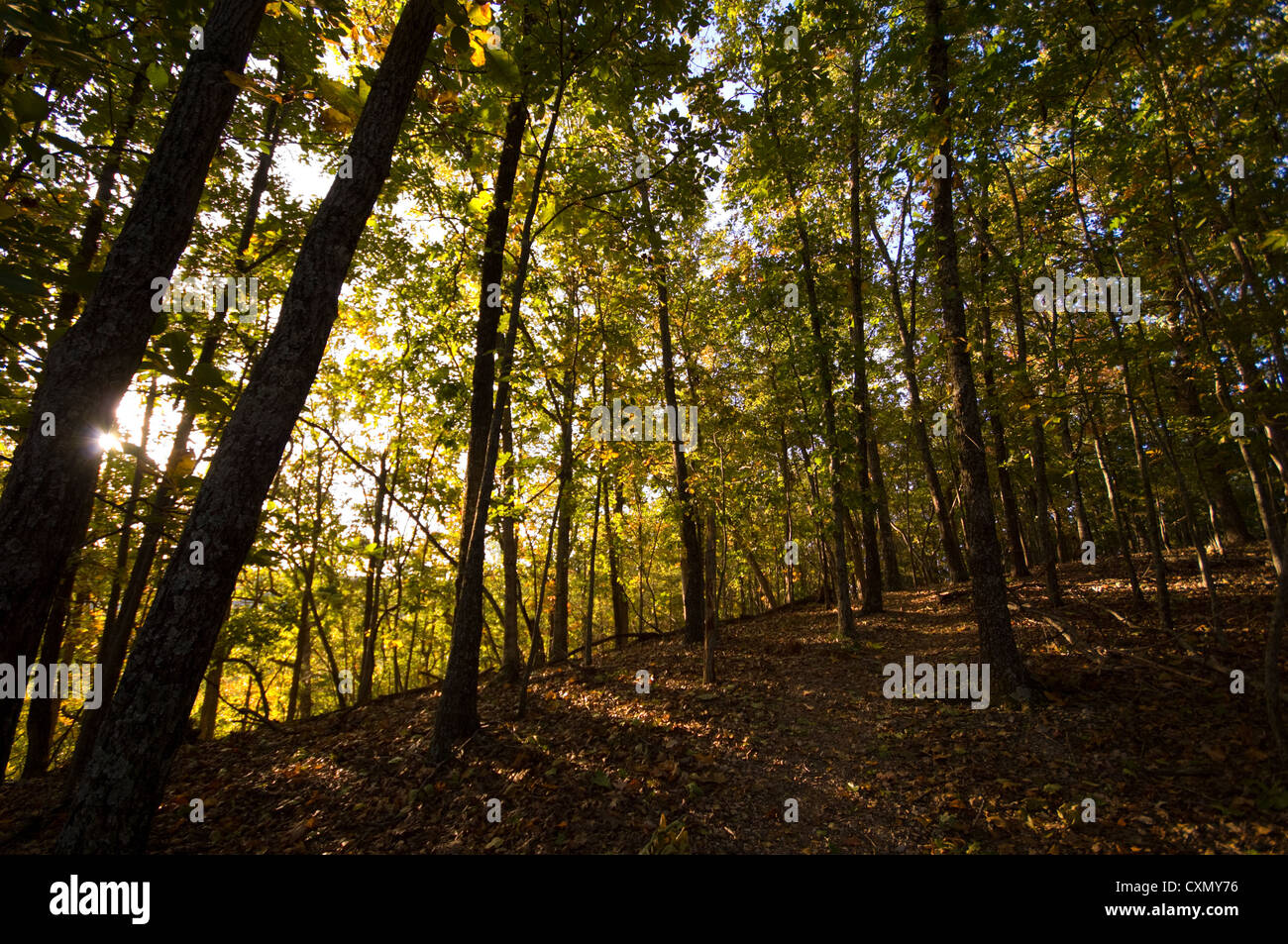 Wide angle view of hiking trails in the fall or autumn of the year ...