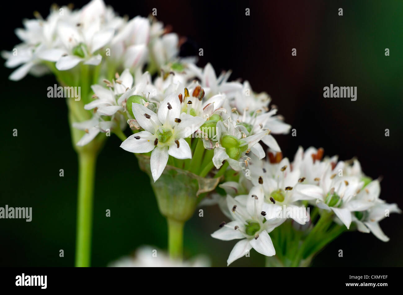 allium tuberosum garlic chives flower closeups plant portraits flowers ...