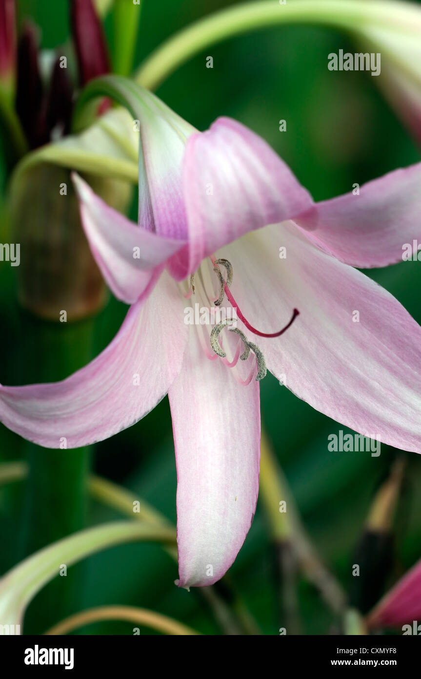amaryllis belladonna agm belladonna lily bulbs close ups colors colours ...