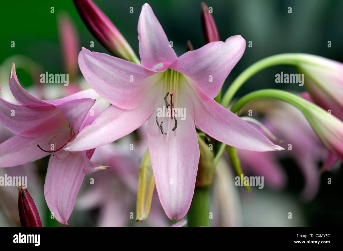 amaryllis belladonna agm belladonna lily bulbs close ups colors colours ...
