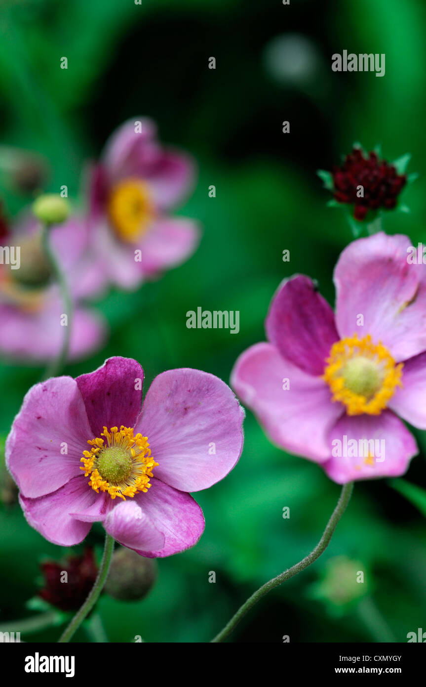 Japanese anemone flower hi-res stock photography and images - Alamy