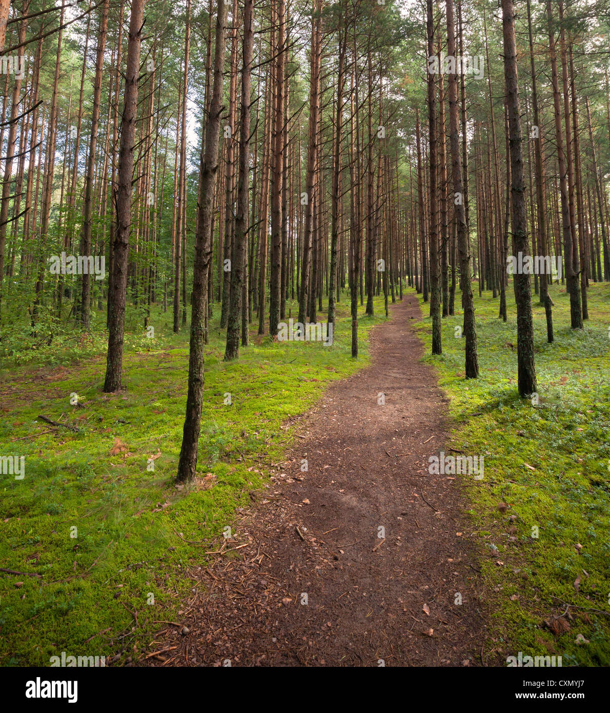 Pine tree forest hi-res stock photography and images - Alamy