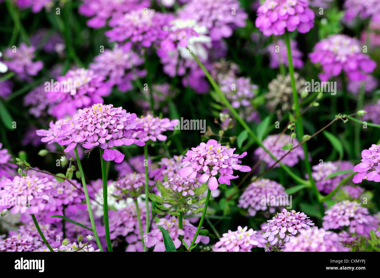 candytuft dwarf fairy mixed Iberis tenoreana purple white annual flower ...