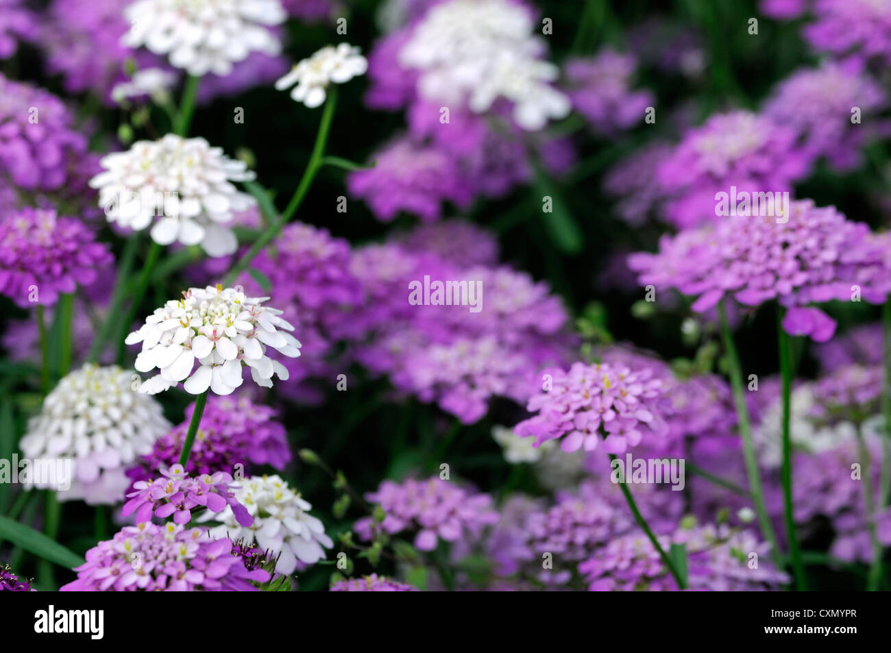 Dwarf candytuft flowers hi-res stock photography and images - Alamy