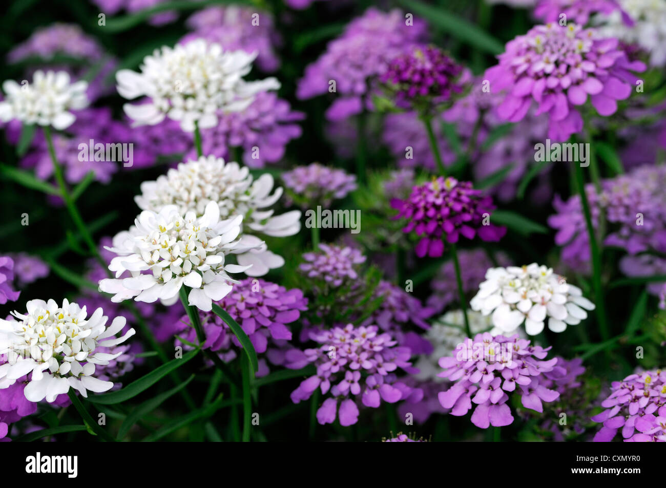 candytuft dwarf fairy mixed Iberis tenoreana purple white annual flower ...