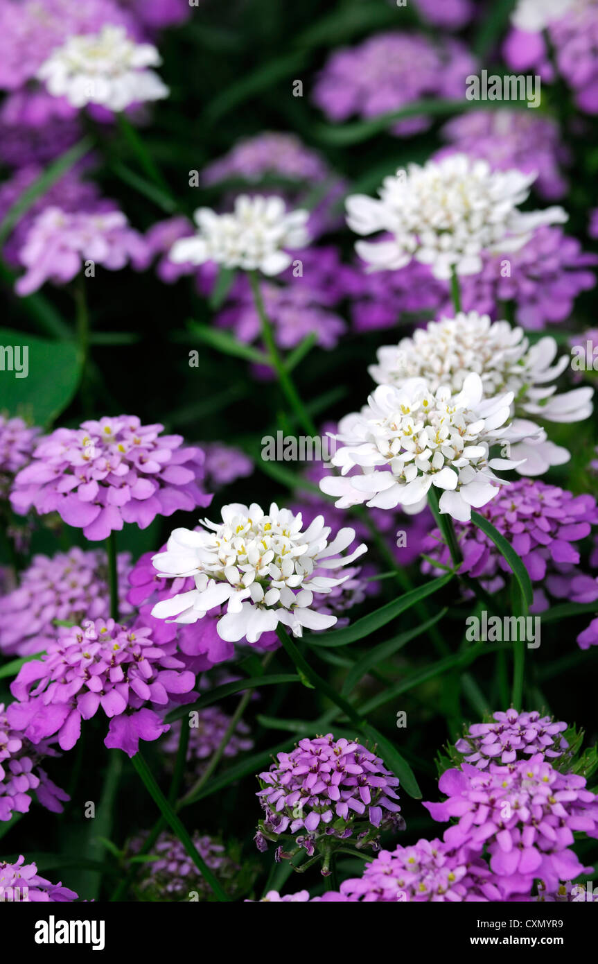 candytuft dwarf fairy mixed Iberis tenoreana purple white annual flower ...