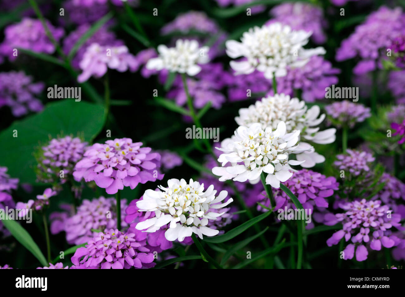 candytuft dwarf fairy mixed Iberis tenoreana purple white annual flower ...