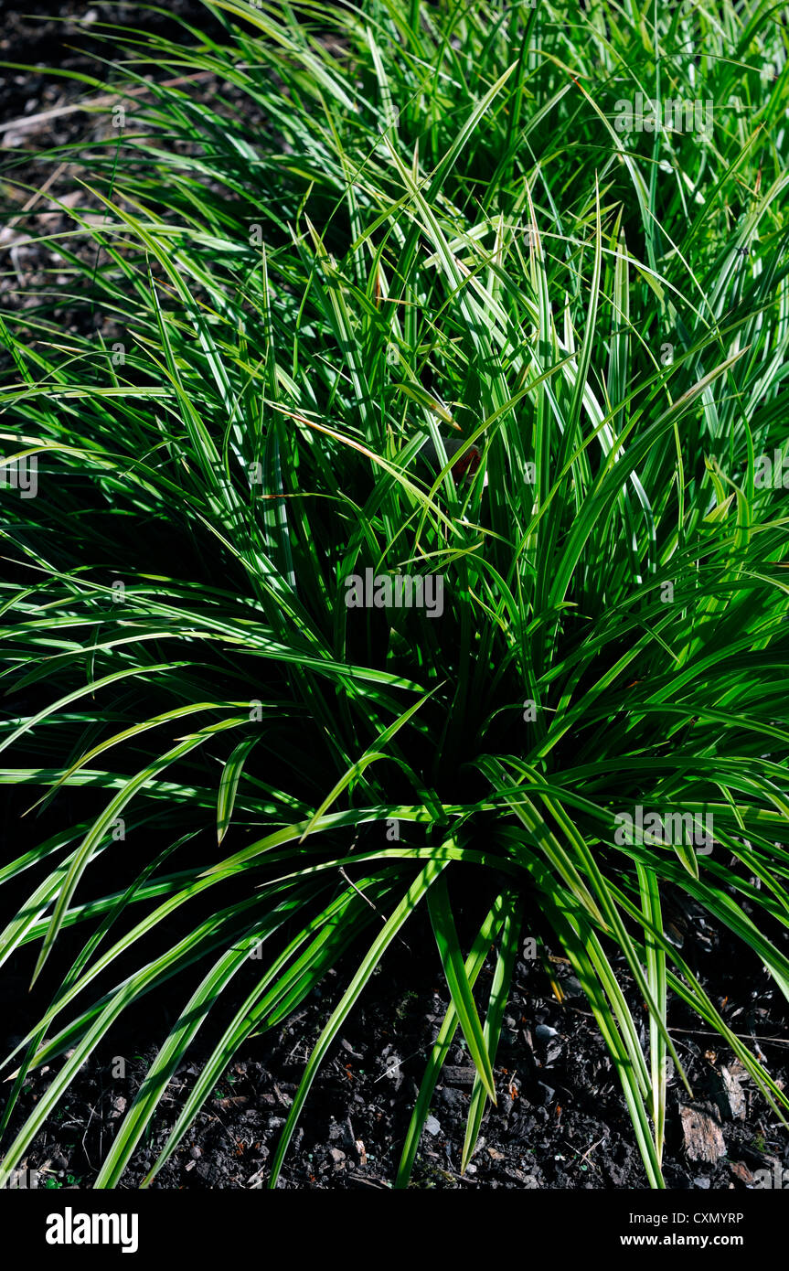 carex morrowii variegata sedge ornamental grass grasses green leaves ...