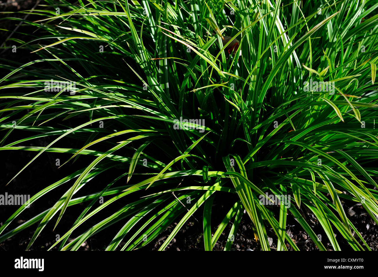 carex morrowii variegata sedge ornamental grass grasses green leaves ...