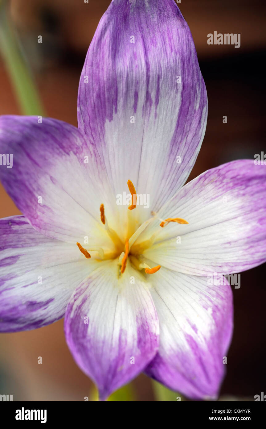 Colchicum speciosum var bornmuelleri hi-res stock photography and ...