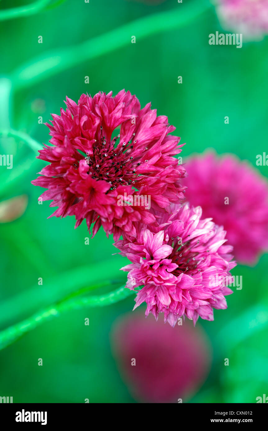 centaurea cyanus red boy plants portraits cornflowers colors colours ...