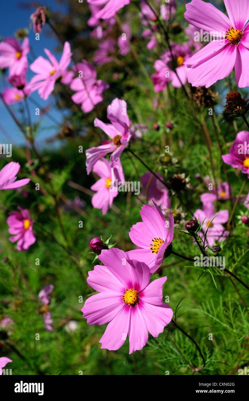 Cosmos bipinnatus pink hi-res stock photography and images - Alamy