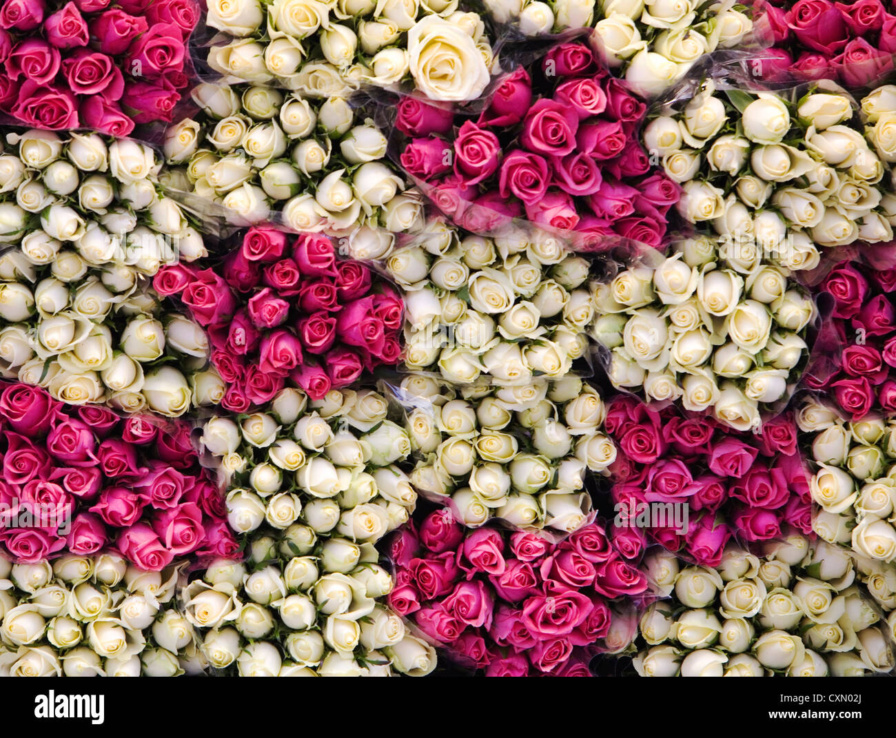 Bunches of pink and white roses wrapped in cellophane for sale at a ...