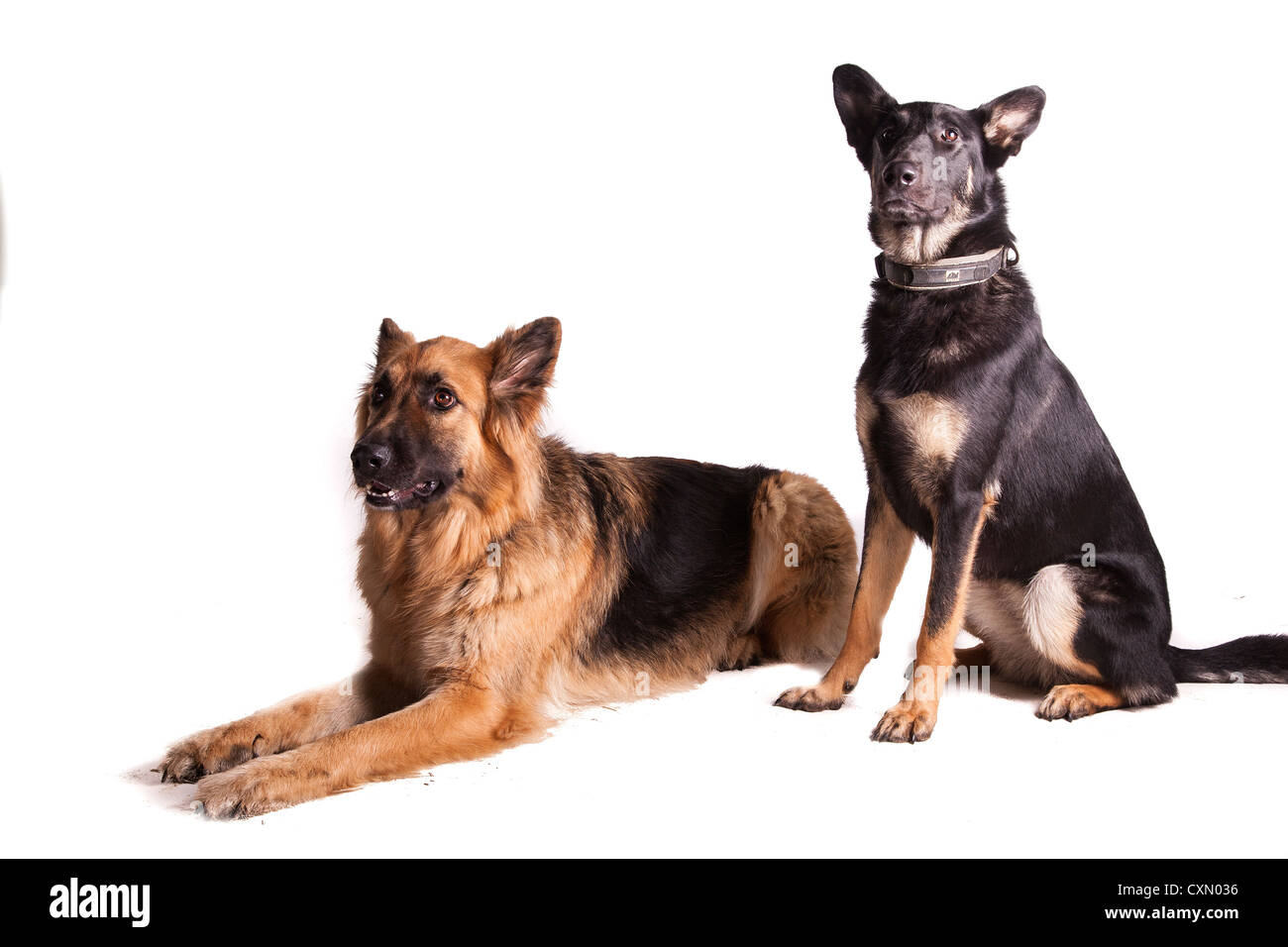 Alsation dogs hi-res stock photography and images - Alamy