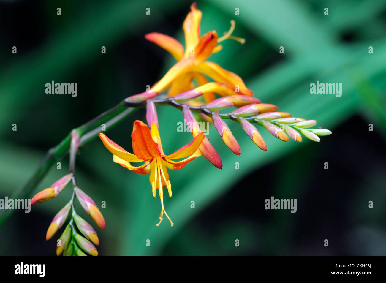 Crocosmia x crocosmioides vulcan orange red montbretia flower flowers ...