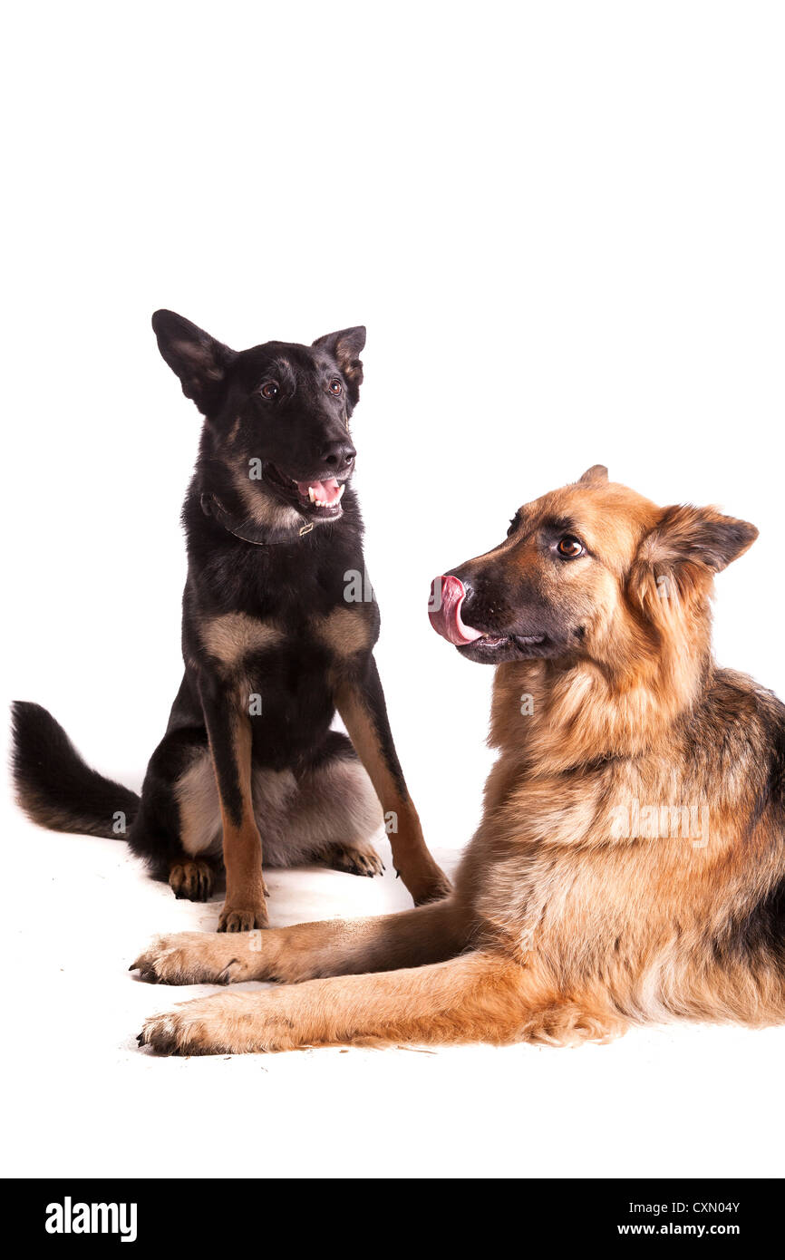 Alsation dogs hi-res stock photography and images - Alamy