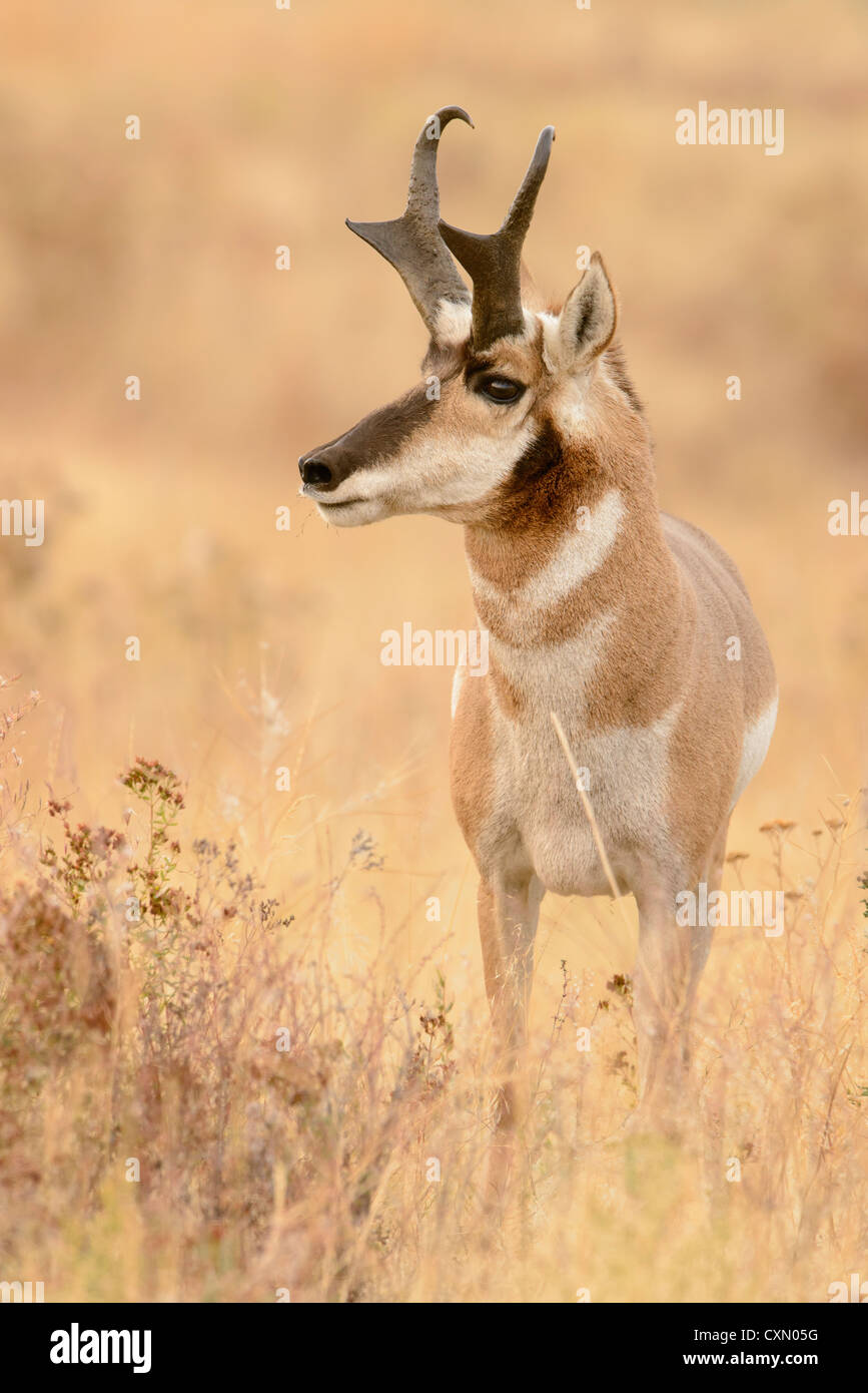 Pronghorn antelope mating behavior hi-res stock photography and images ...