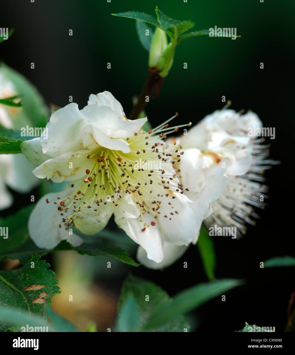 eucryphia glutinosa white flower flowers flowering blooms tree trees ...