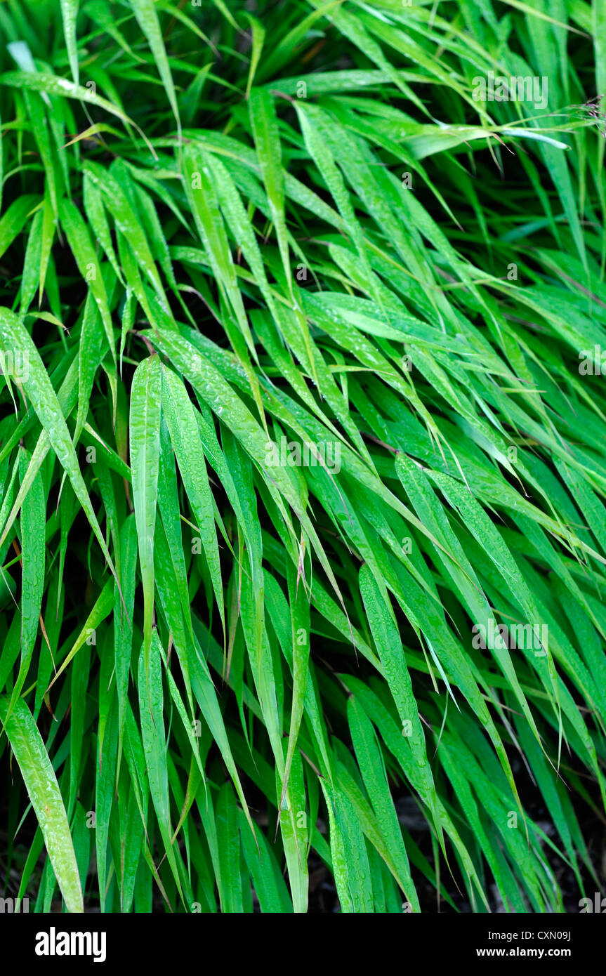 Hakonechloa macra Japanese forest grass grasses green foliage leaves ...