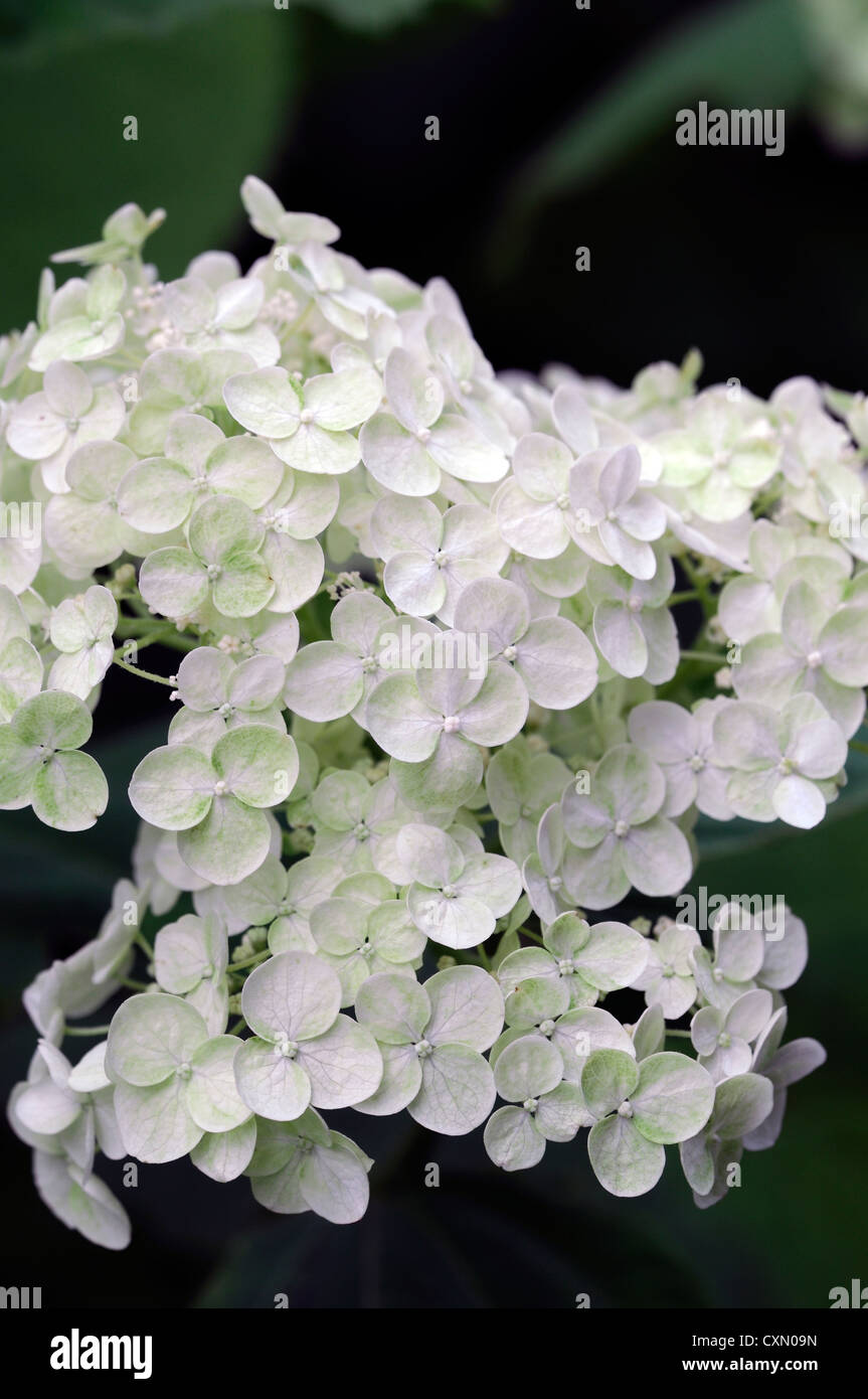 hydrangea aspera subsp aspera white flowers flower flowering bloom ...