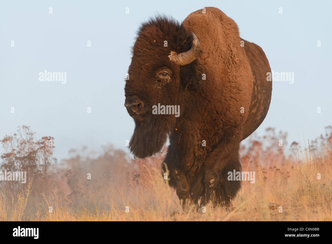 Strong bull hi-res stock photography and images - Alamy