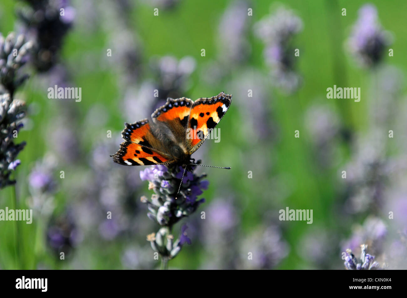 lavender vera tortoiseshell butterfly dutch lavender lavandula vera ...
