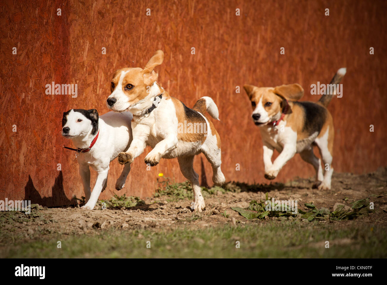 Dog beagles hi-res stock photography and images - Alamy