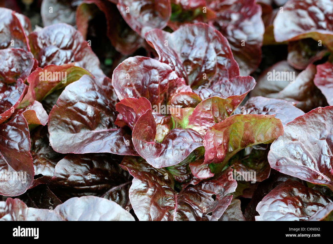 Lettuce Cos rivale split pills palm-sized mini midi romaine succulent ...