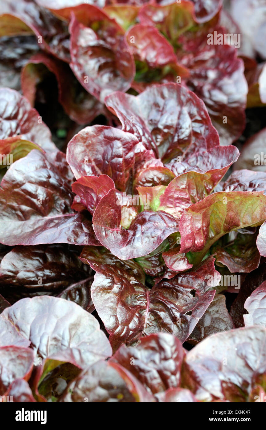 Lettuce Cos rivale split pills palm-sized mini midi romaine succulent ...