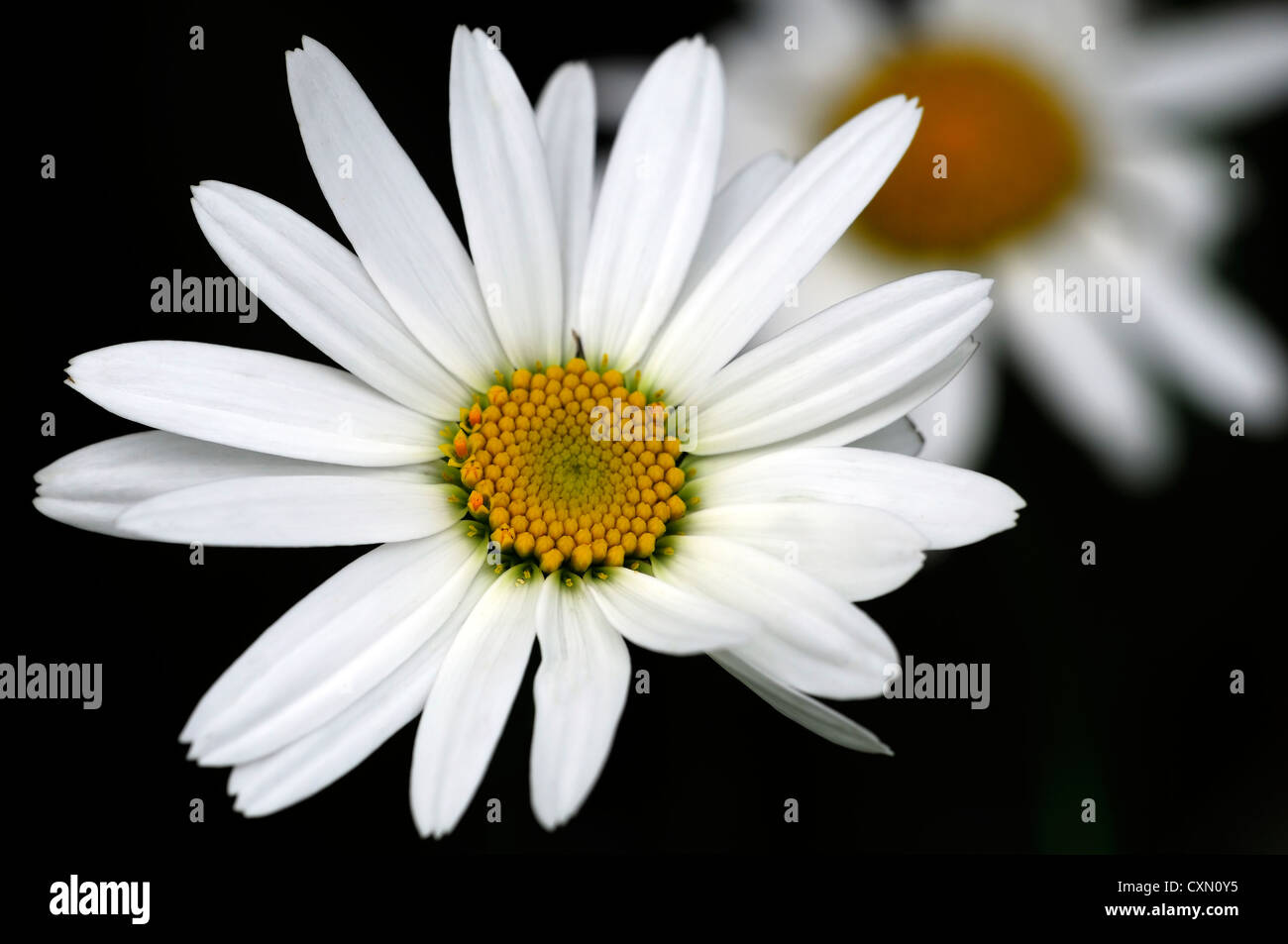 leucanthemum x superbum snowcap shasta daisy daisies perennials white ...