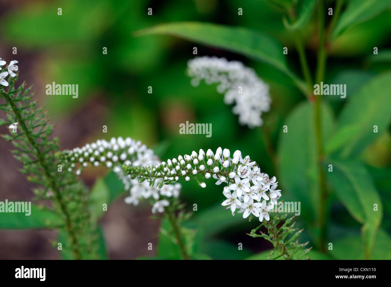 lysimachia barystachys white spire spike flowers flowering perennials ...