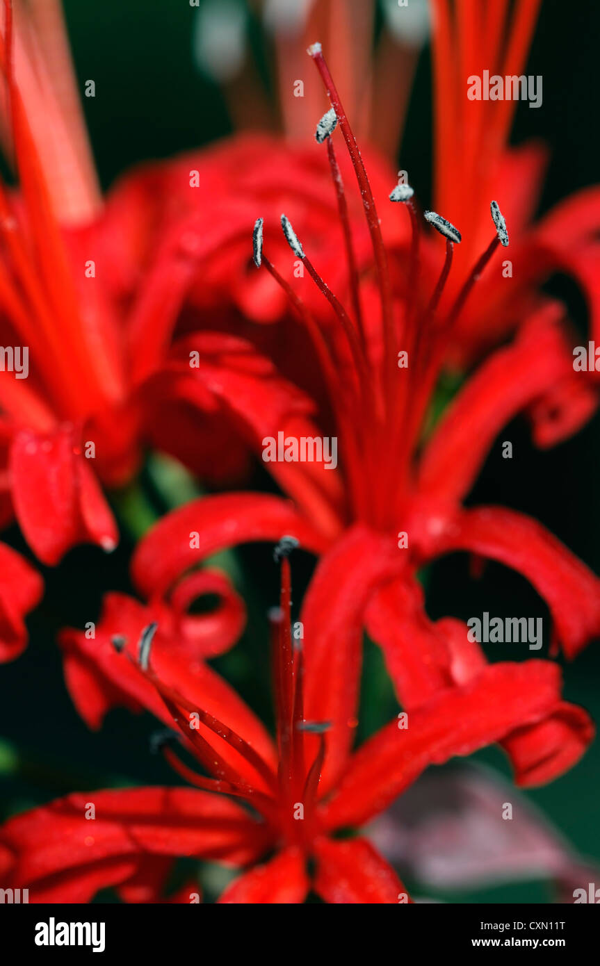 Guernsey lily nerine sarniensis hi-res stock photography and images - Alamy