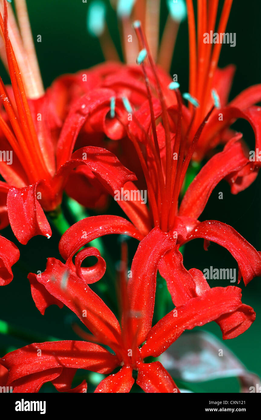 Guernsey lily nerine sarniensis hi-res stock photography and images - Alamy