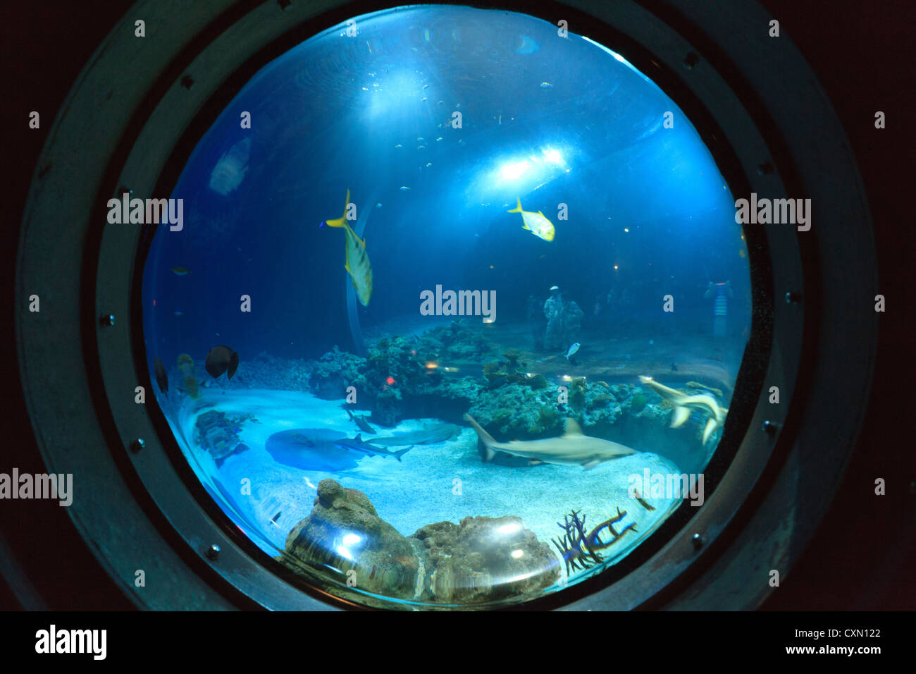 Aquarium viewing window Stock Photo - Alamy