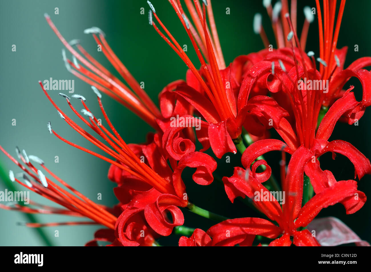 Guernsey lily nerine sarniensis hi-res stock photography and images - Alamy