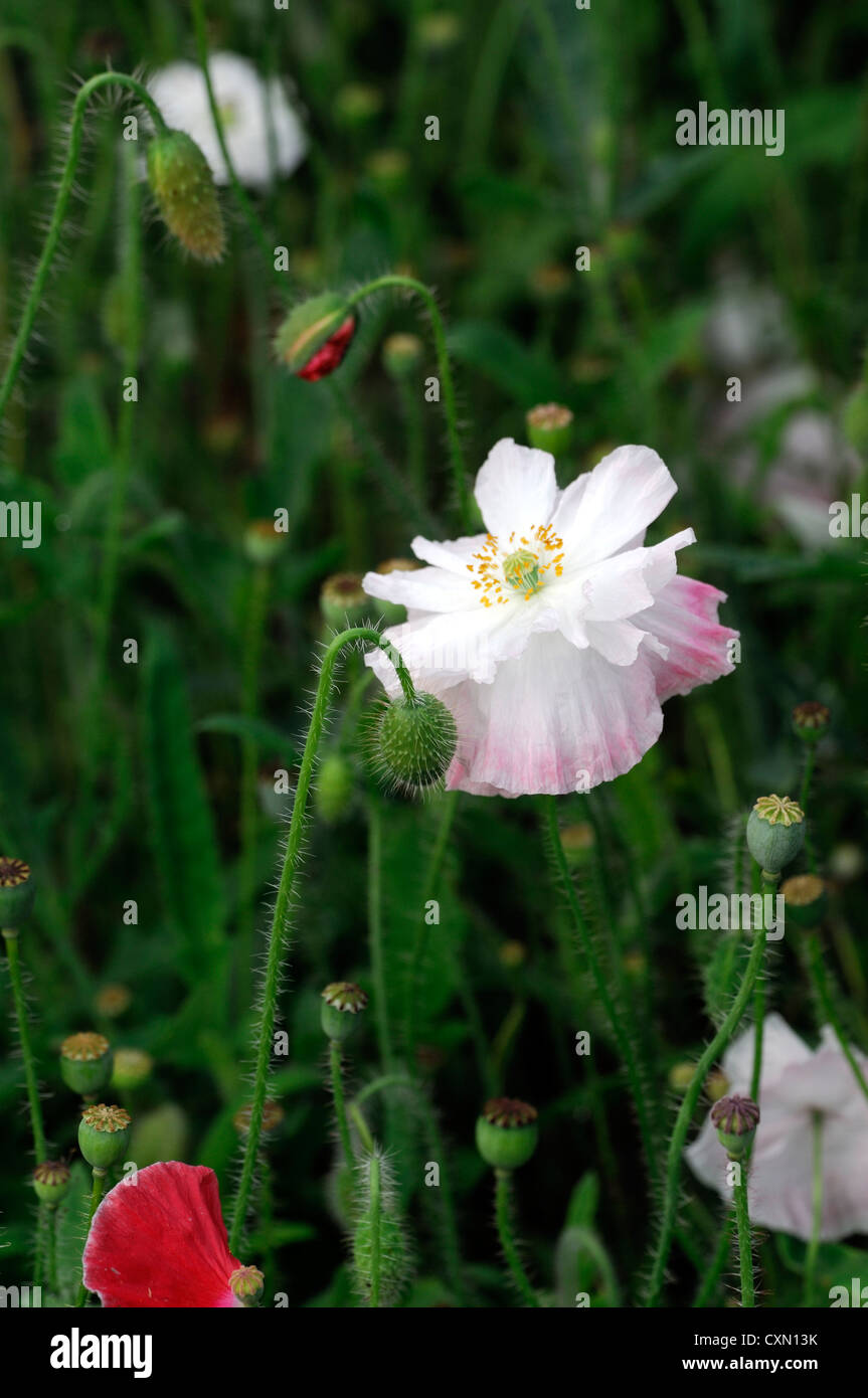 Angels choir poppy hi-res stock photography and images - Alamy